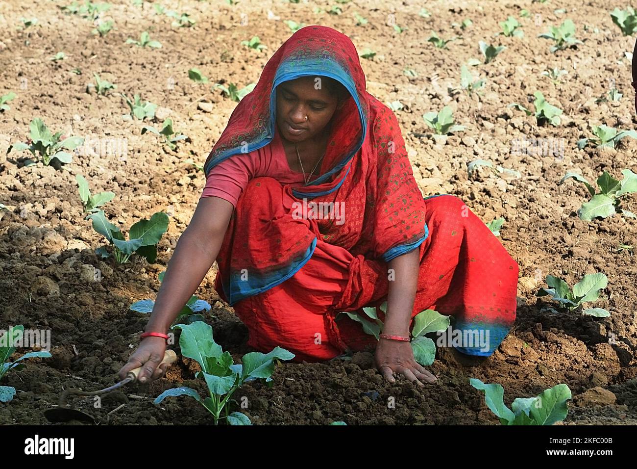 A rural female farmer working at a agriculture field. Khulna ...