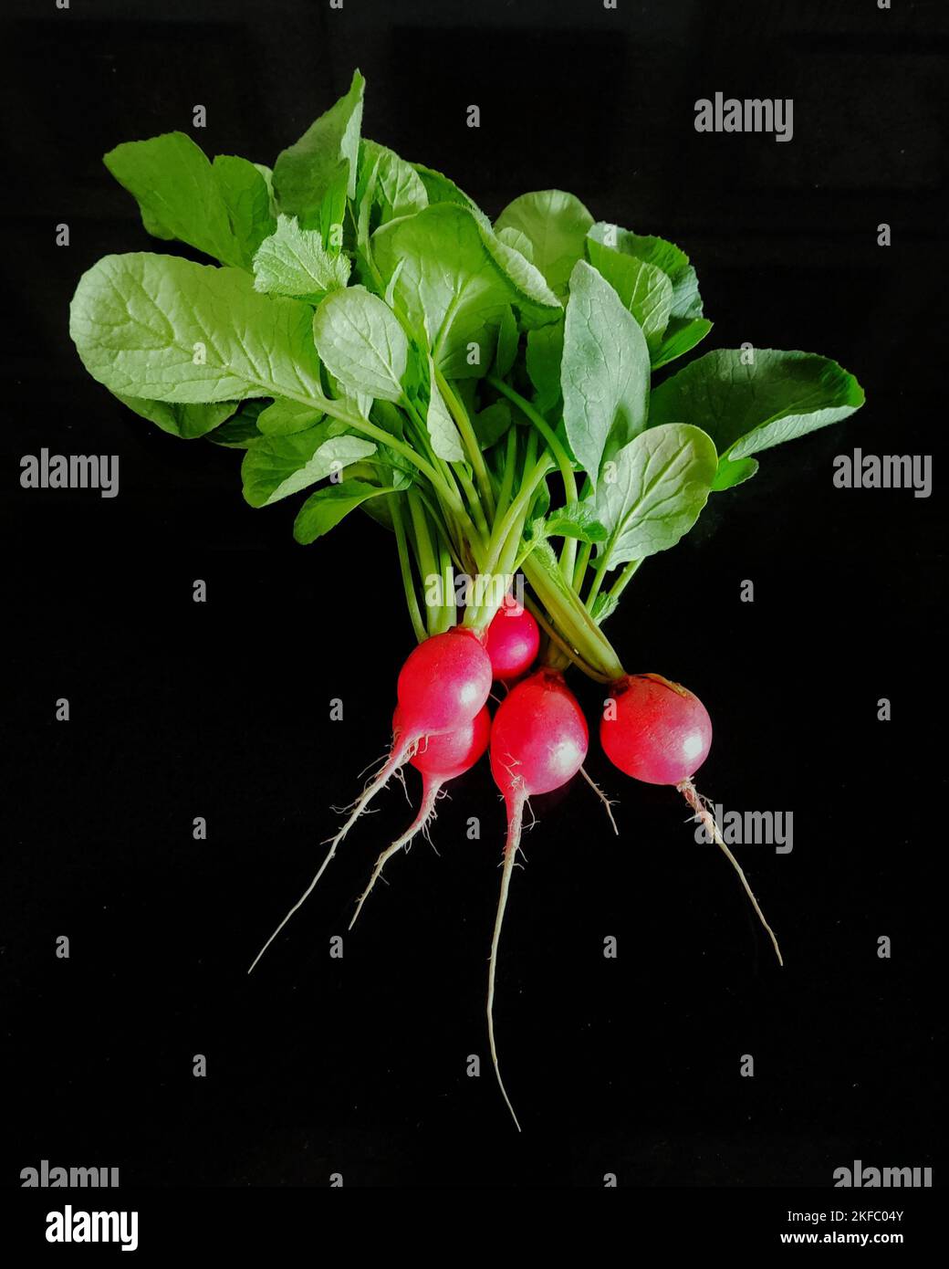 Radish cut out hi-res stock photography and images - Alamy