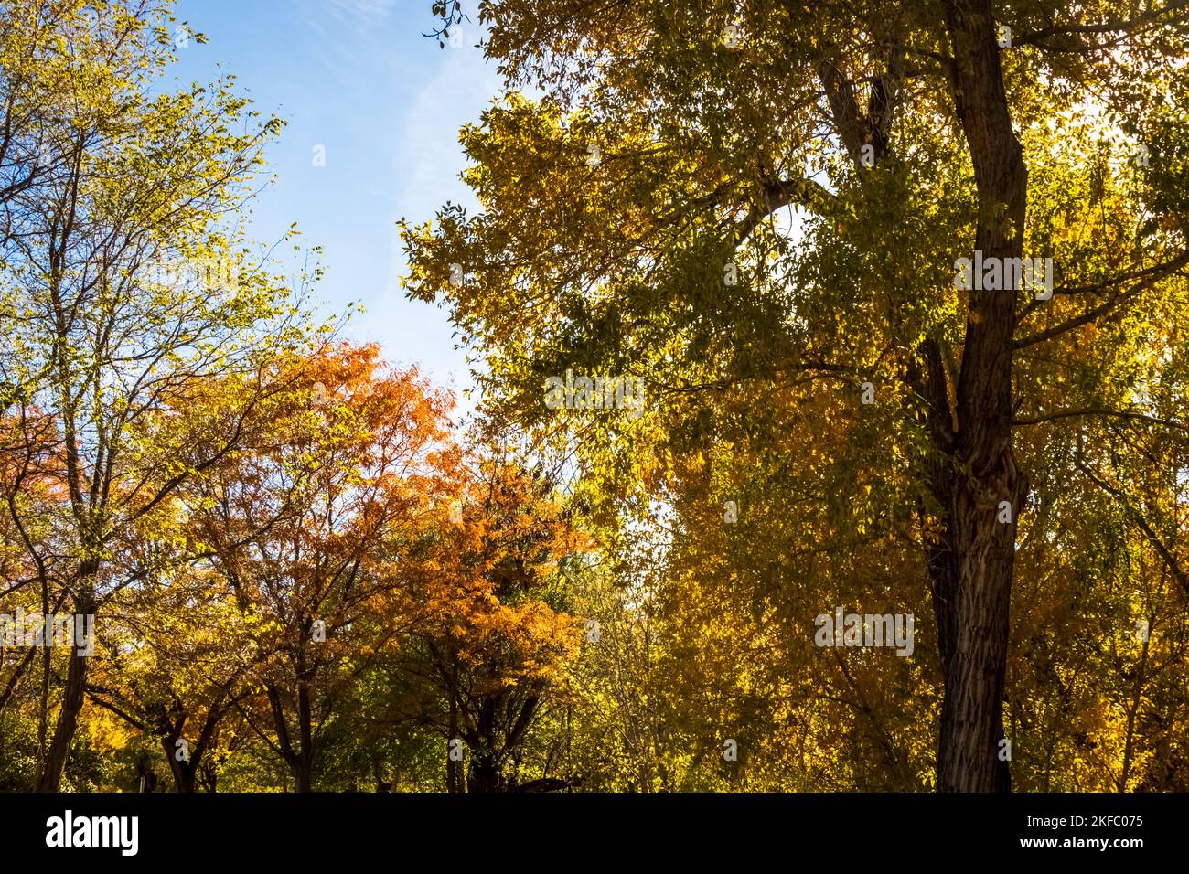Numerous park trees with mulitple colors Stock Photo - Alamy