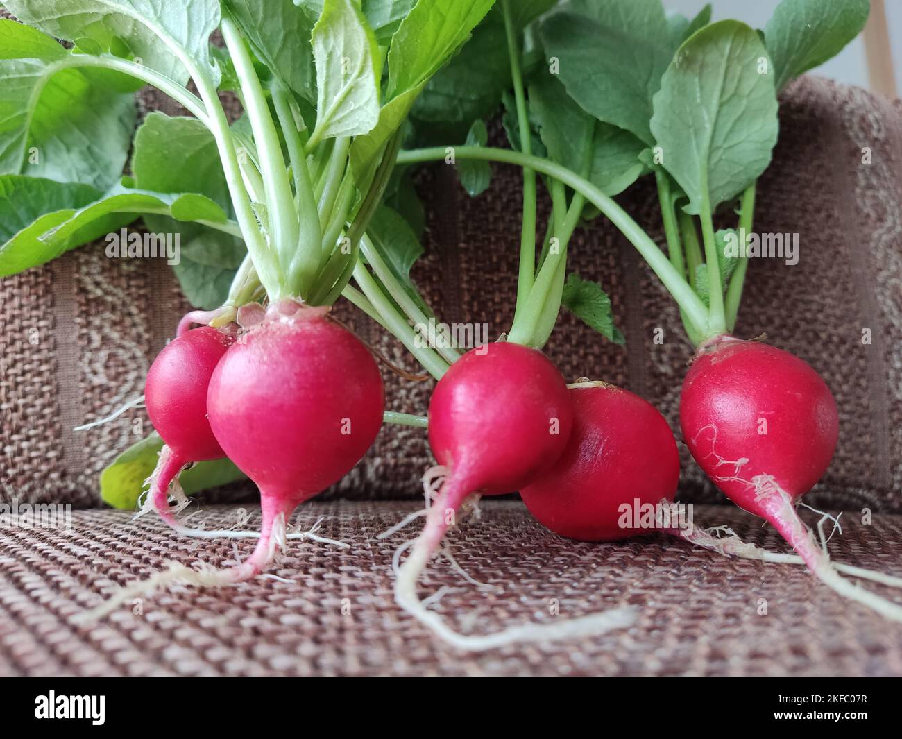 The radish is an edible root vegetable of the family Brassicaceae that ...