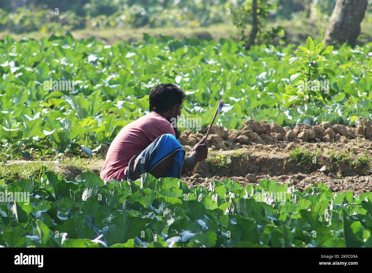 A farmer working at a cabbage field. Dumuria, Khulna, Bangladesh Stock ...