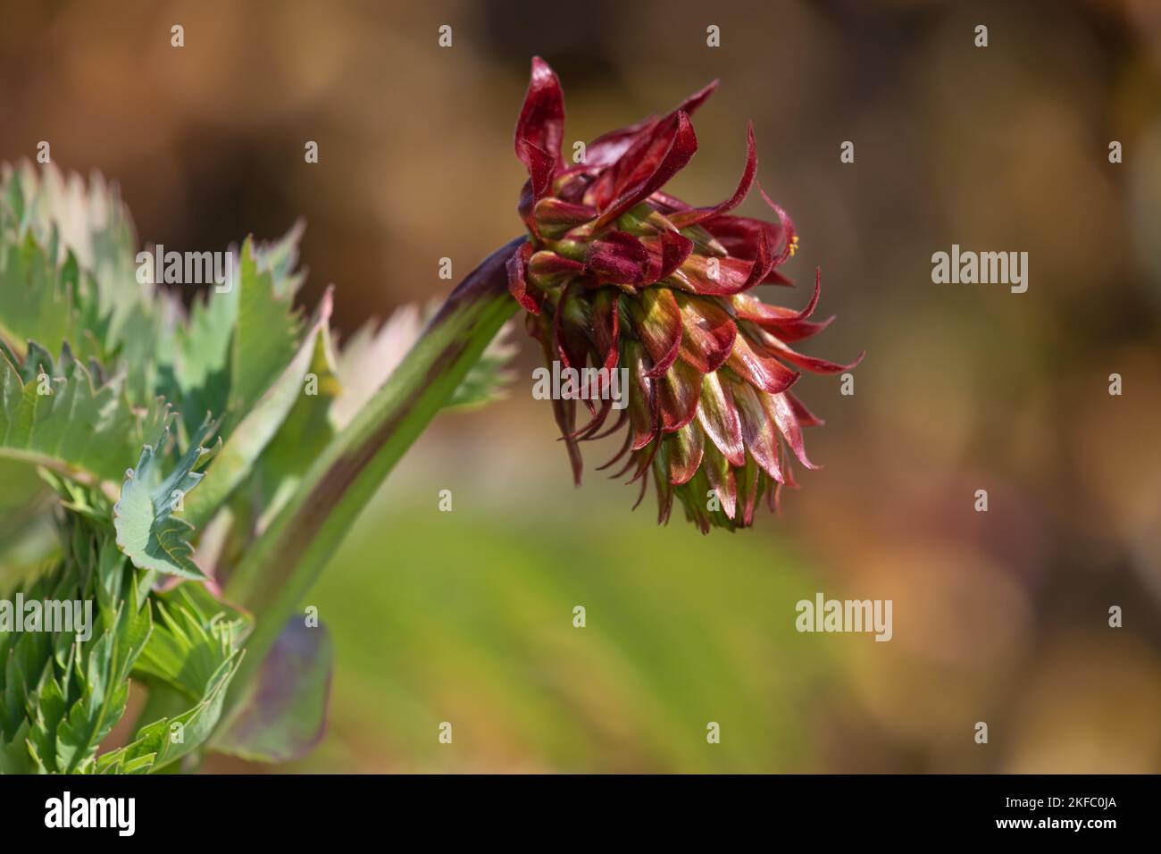 Close up of a giant honey flower (melianthus major) in bloom Stock ...