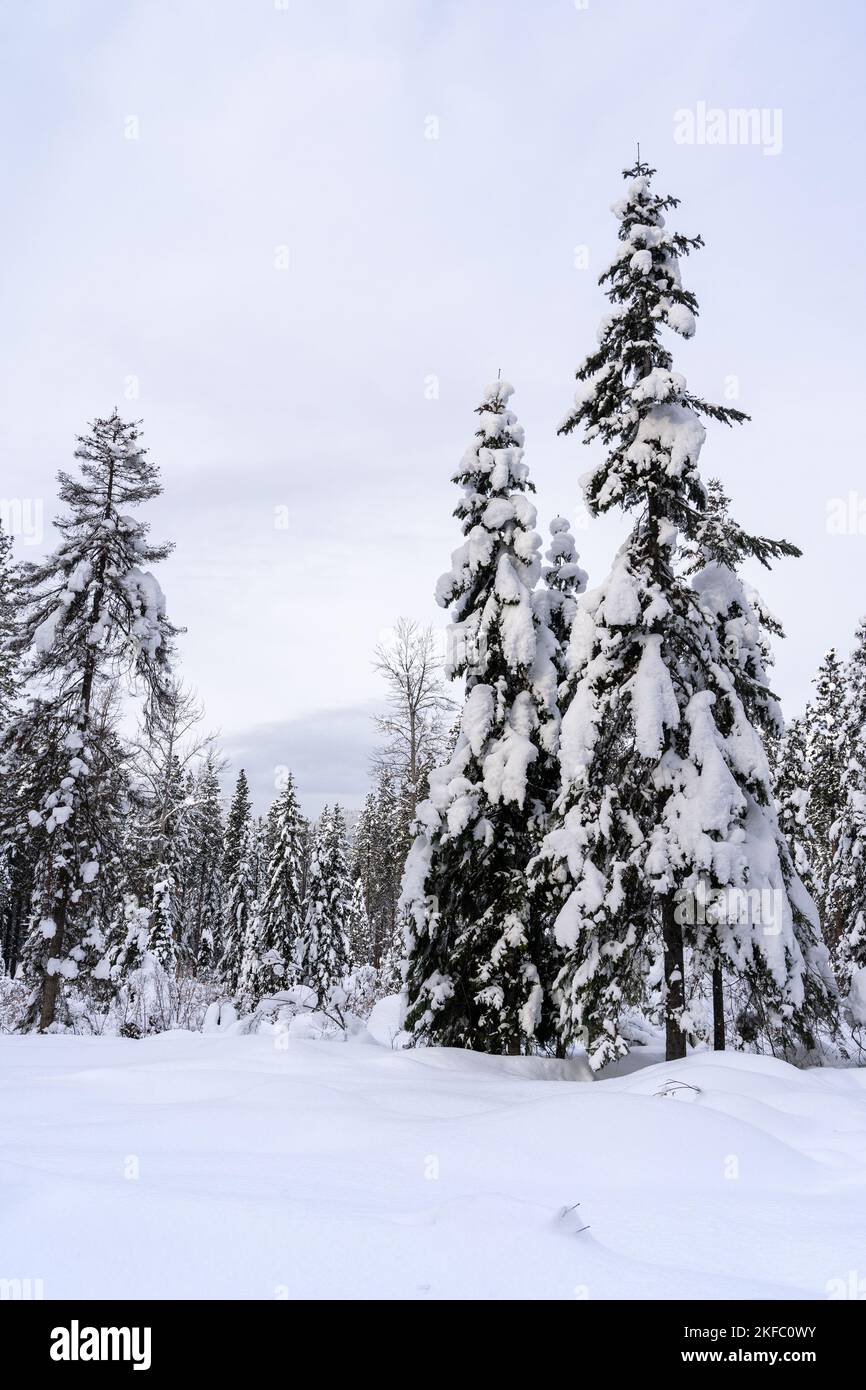 Tall trees with snow hi-res stock photography and images - Alamy