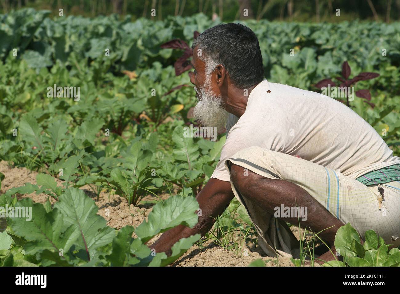 A farmer working at a cabbage field. Dumuria, Khulna, Bangladesh Stock ...