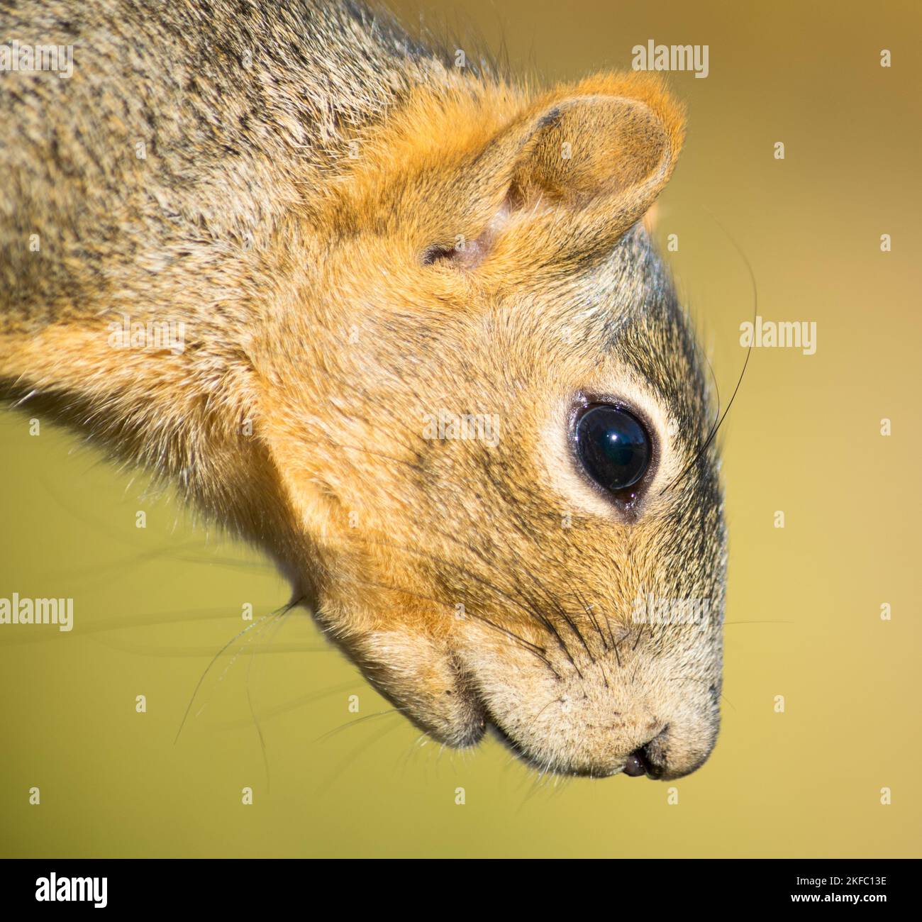 A closeup of a squirrel face from sideview on blurred yellow background ...