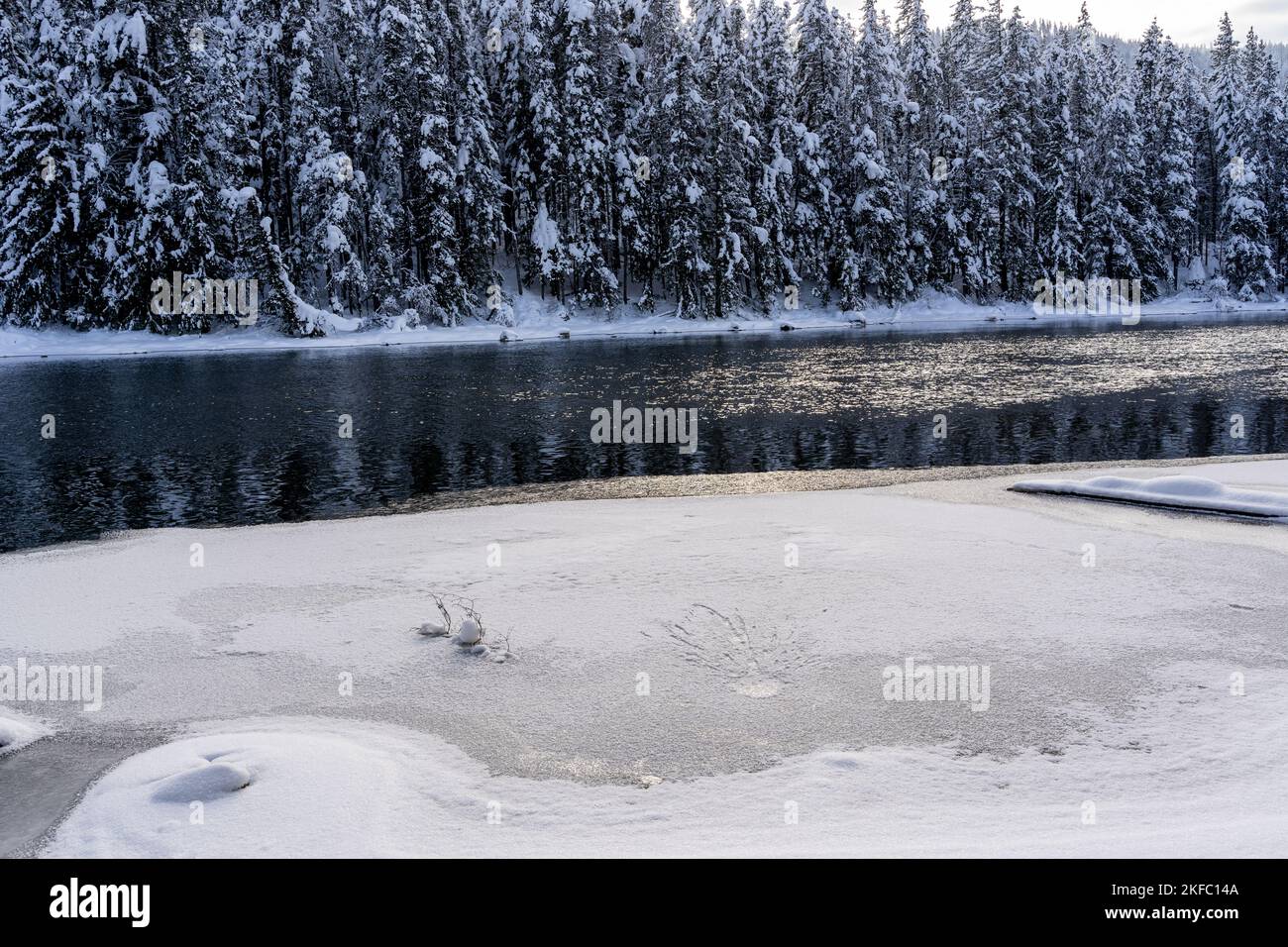Snow-Covered Evergreen Trees Along a Partially Frozen Lake in Winter ...