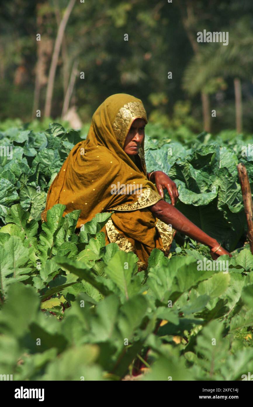 A woman working at a cabbage field. Dumuria, Khulna, Bangladesh Stock Photo - Alamy
