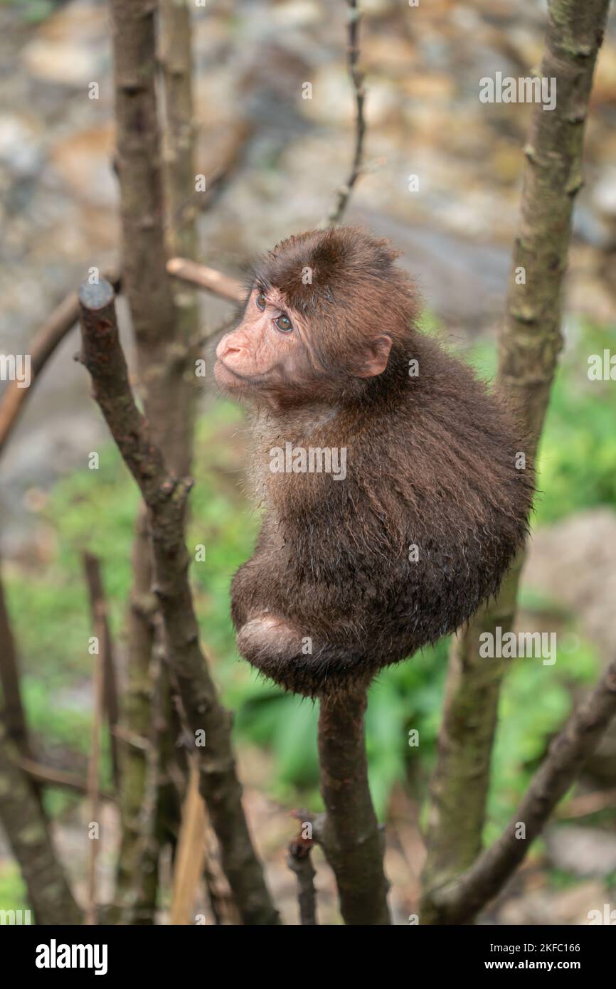 A vertical shot of a monkey hanging on tree stumps against blur ...