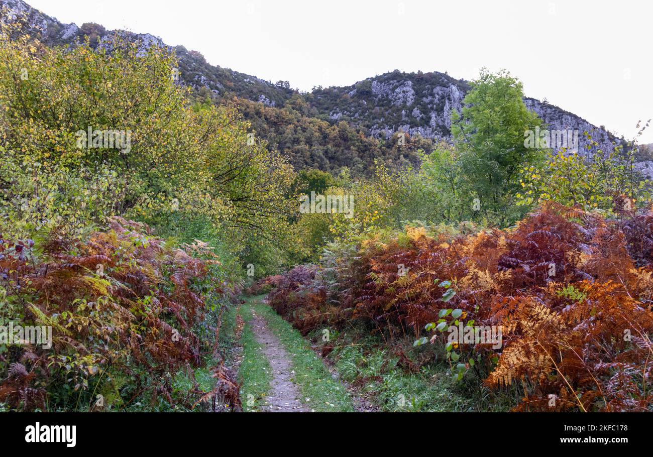 Otoño en la selva de Irati, ruta al puente colgante de Aribe, Pirineo ...