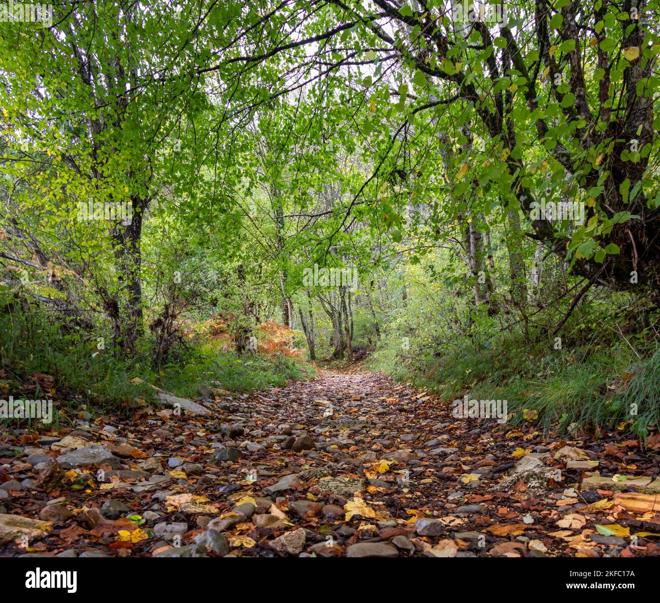 Otoño en la selva de Irati, ruta al puente colgante de Aribe, Pirineo ...