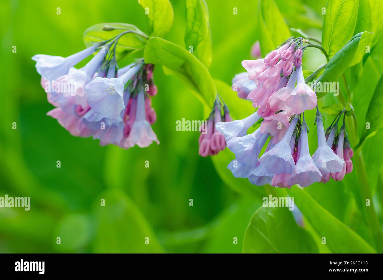Maple grove county forest preserve hi-res stock photography and images ...