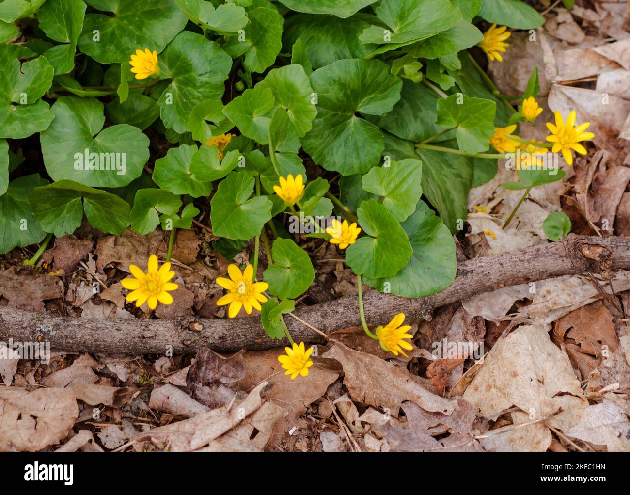 Lesser Celandine or Pilewort (Ranunculus ficaria) blooms out of leaf ...