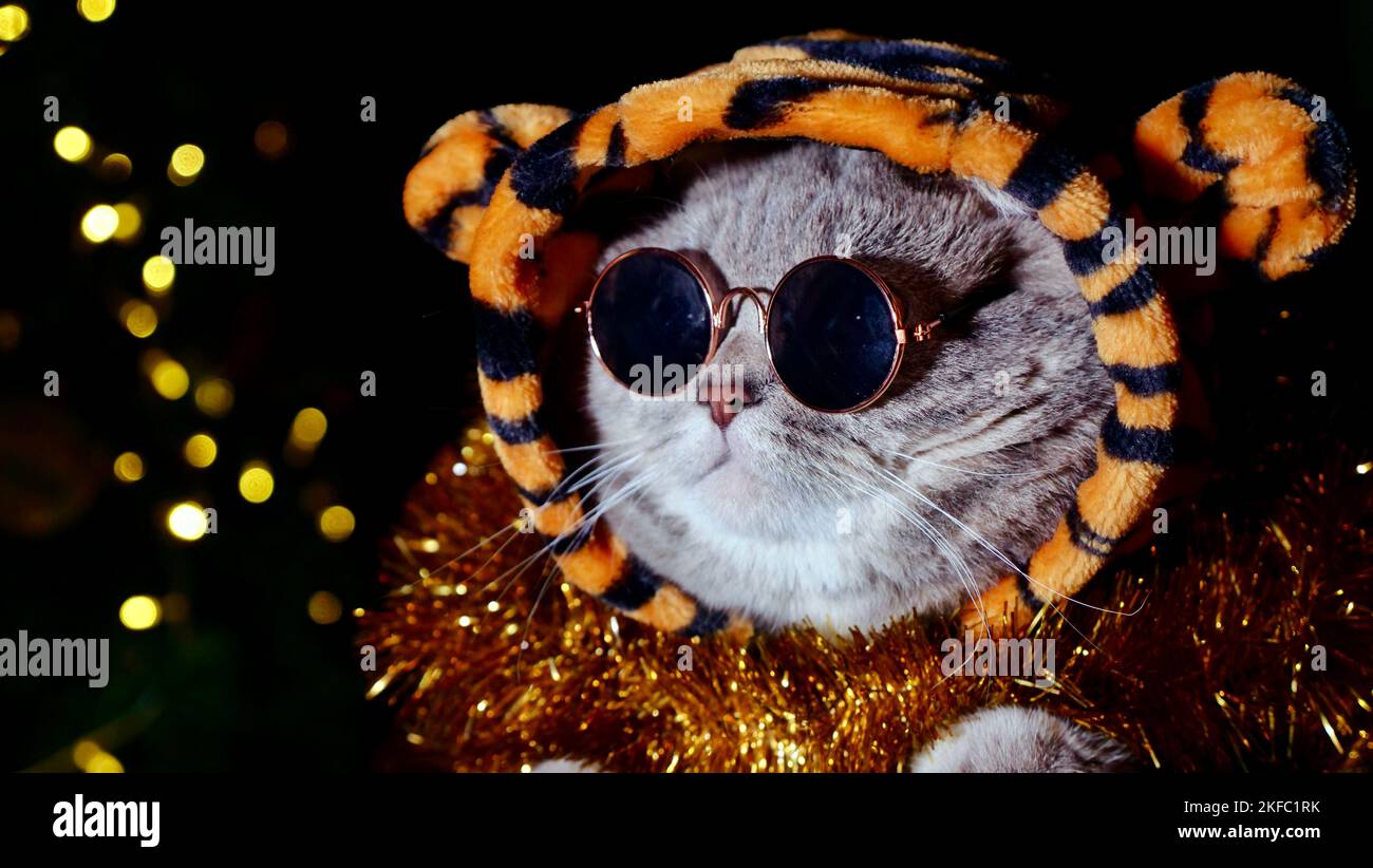 Pet British, Scottish Straight cat in a tiger costume lies on an ...