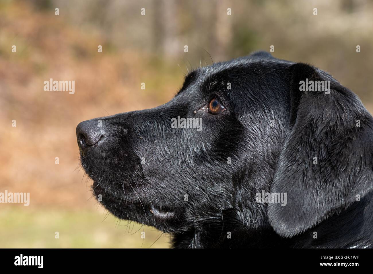 Head shot of a cute black Labrador Stock Photo - Alamy