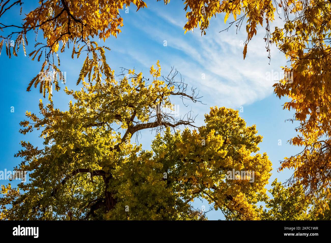 Treetops rise into a blue sky with a few clouds Stock Photo - Alamy
