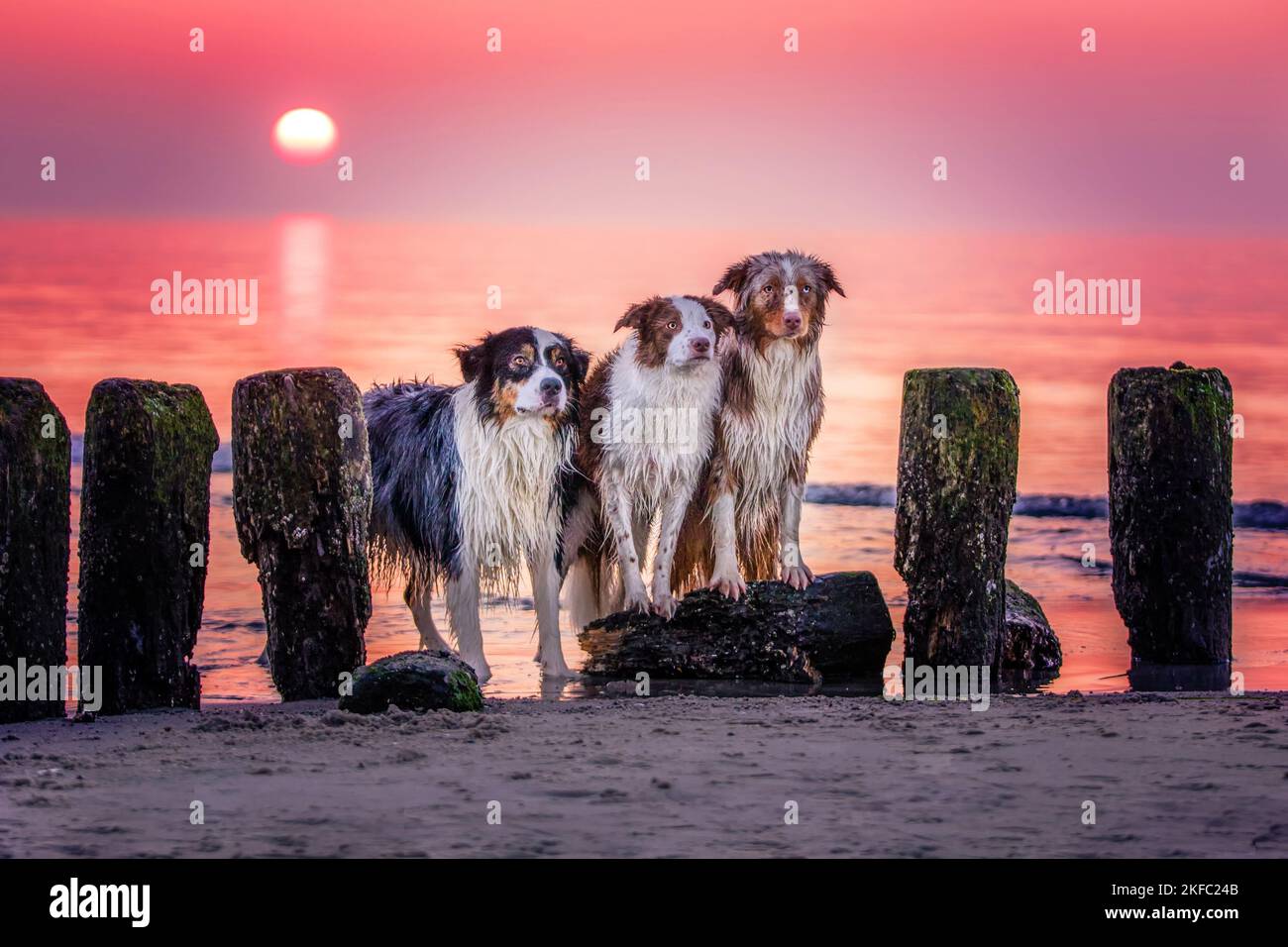 Australian Shepherds at the beach Stock Photo - Alamy