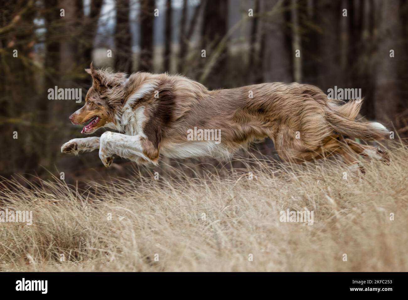 running Border Collie Stock Photo - Alamy