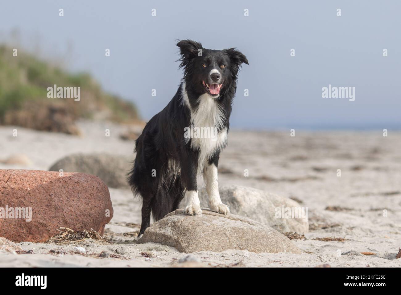 sitting Border Collie Stock Photo - Alamy
