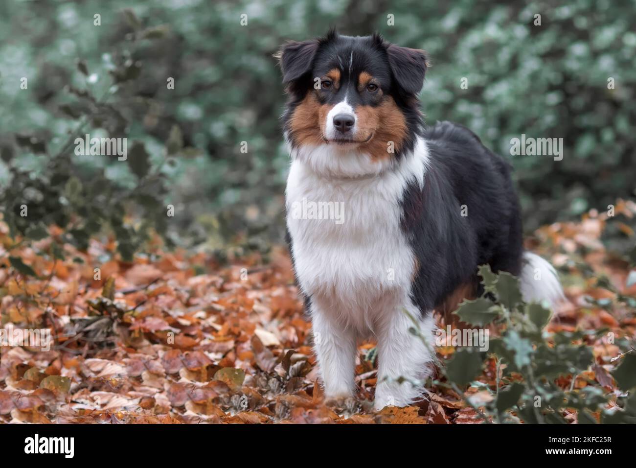 standing Australian Shepherd Stock Photo - Alamy