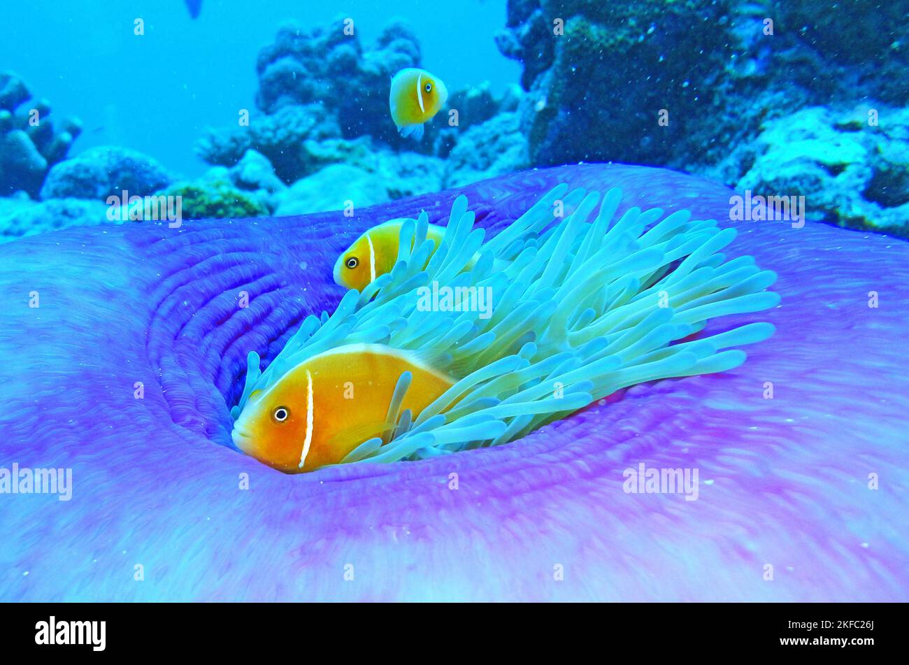 Pair beautiful tropical clown fish hi-res stock photography and images ...