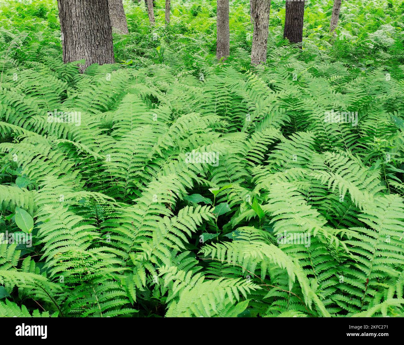 The forest floor is filled with ferns in an area that is far south of ...