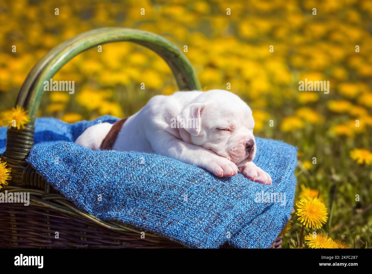 Sleeping american bulldog hi-res stock photography and images - Alamy
