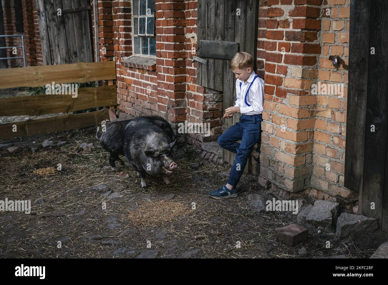 boy with Pigs Stock Photo - Alamy