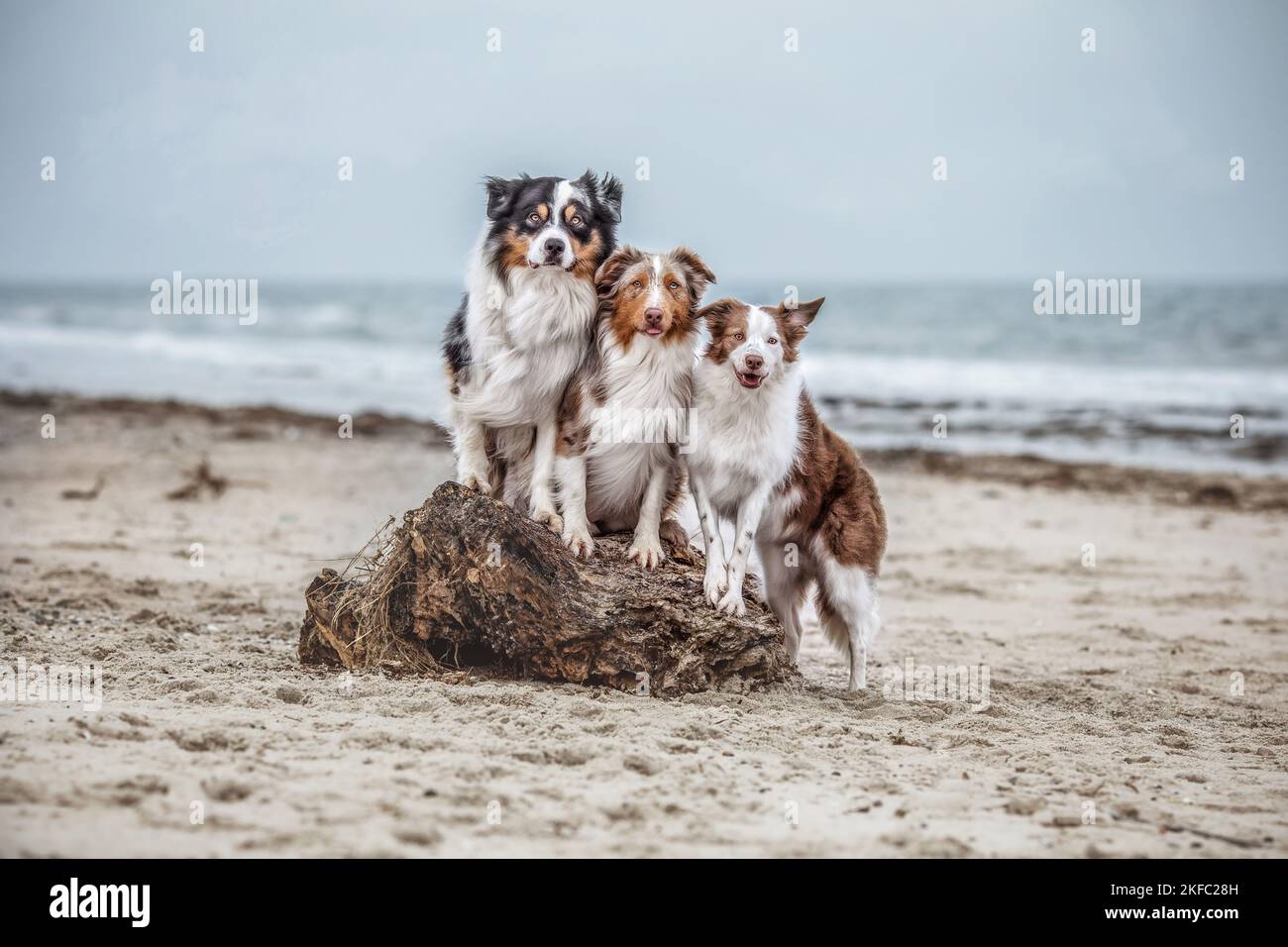 Australian Shepherds at the beach Stock Photo - Alamy