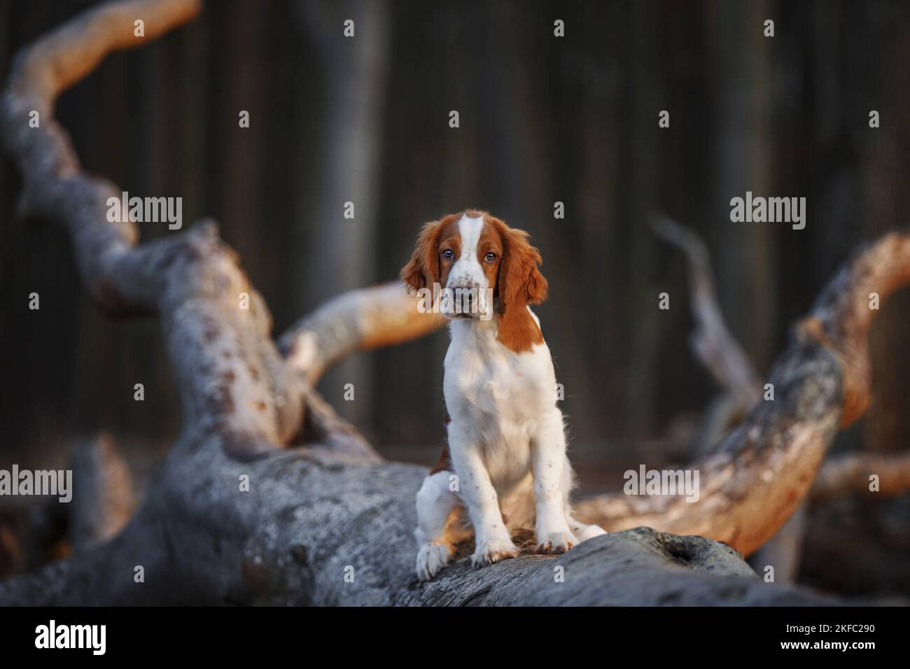 young Welsh Springer Spaniel Stock Photo - Alamy