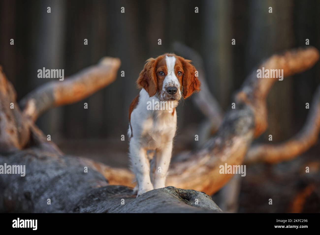 Springer spaniel in the woods hi-res stock photography and images - Alamy