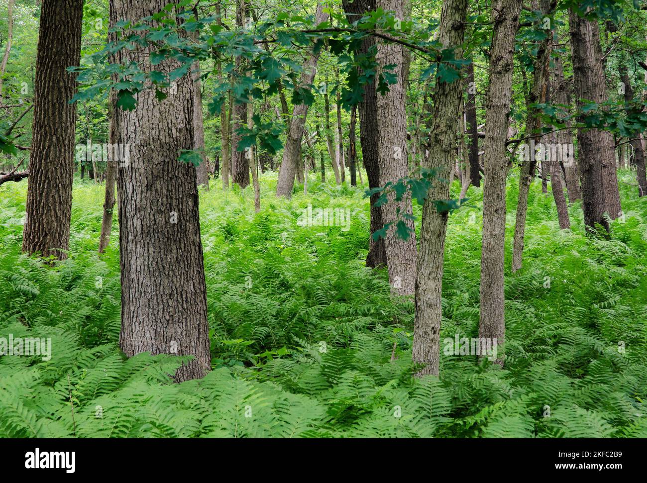 Ferns fill he forest floor at Zander's Woods Forest Preserve in Cook ...