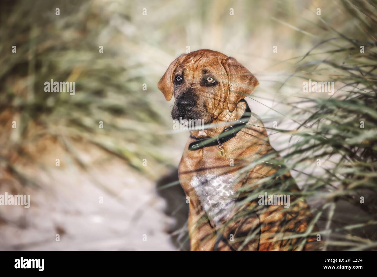 Tosa inu breed hi-res stock photography and images - Alamy