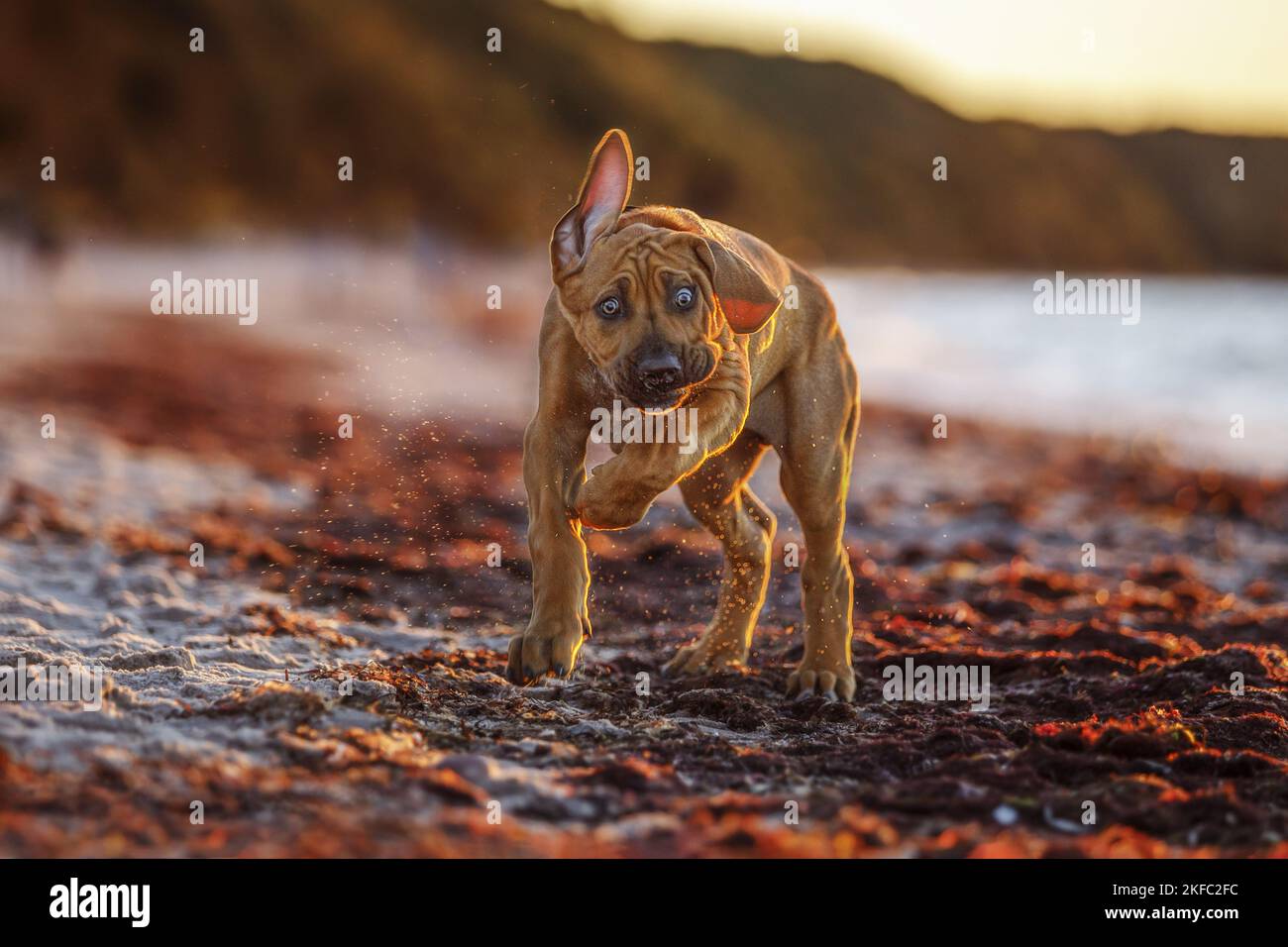 Tosa Inu Puppy Stock Photo - Alamy