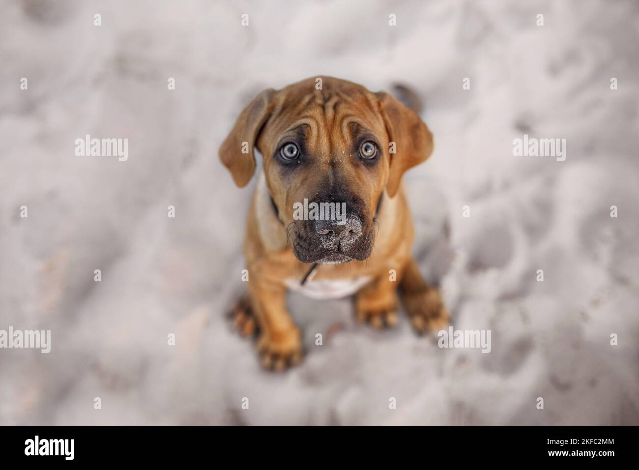 Tosa inu breed hi-res stock photography and images - Alamy