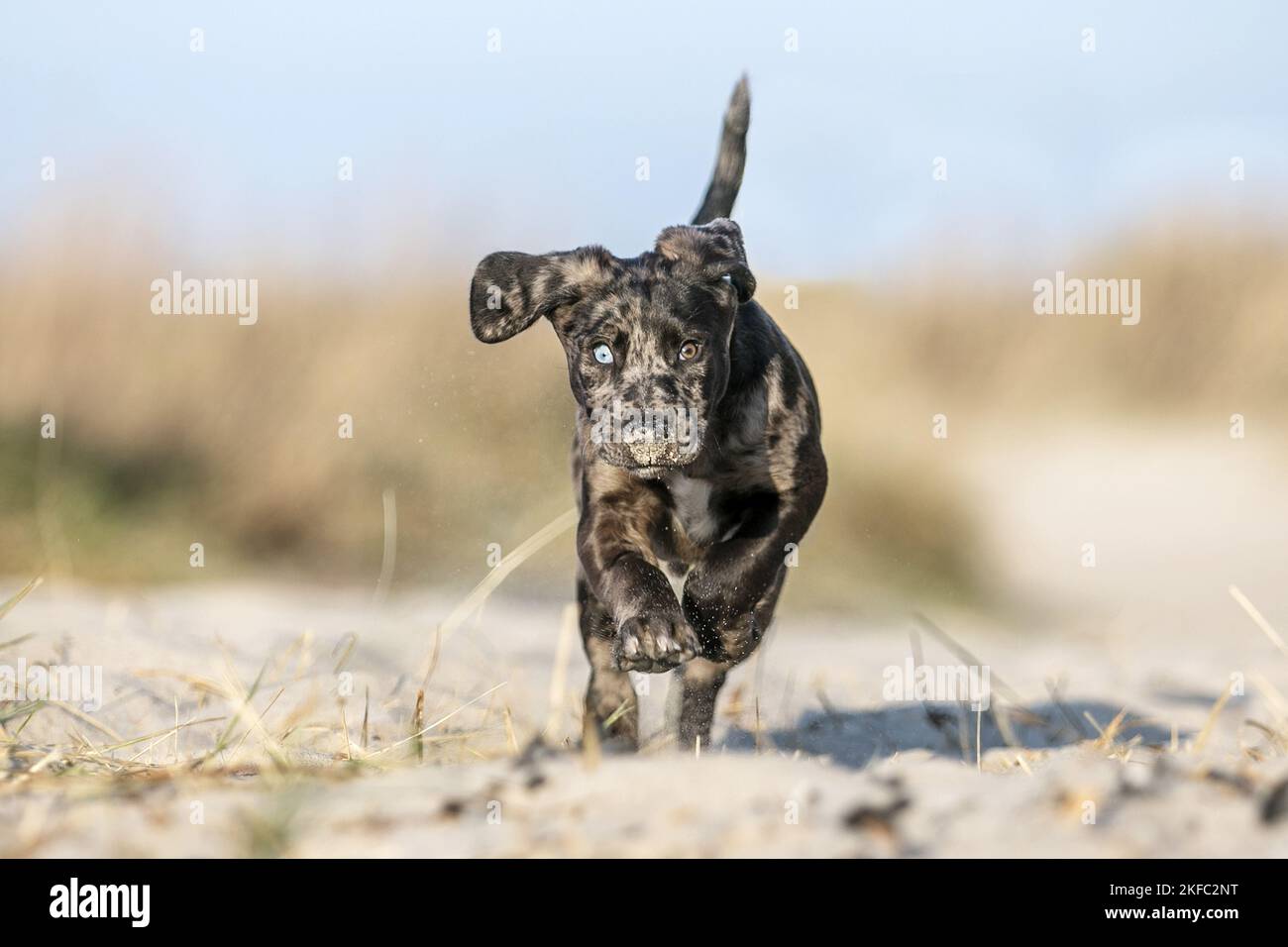 One eyed tiger hi-res stock photography and images - Alamy