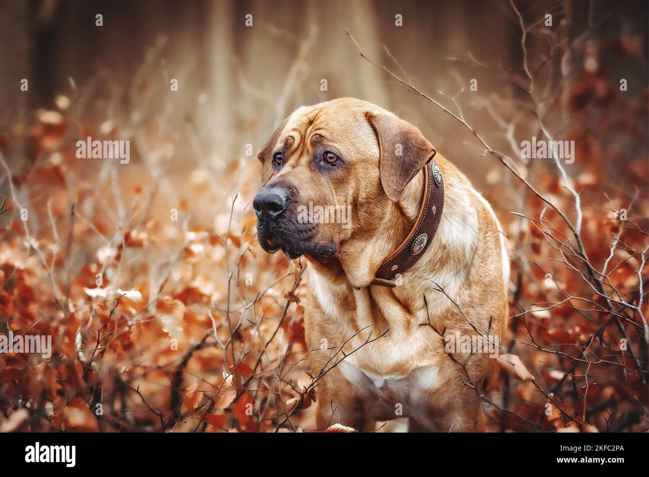 young Tosa Inu Stock Photo - Alamy