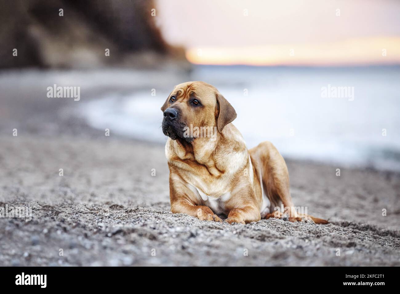 Tosa inu breed hi-res stock photography and images - Alamy