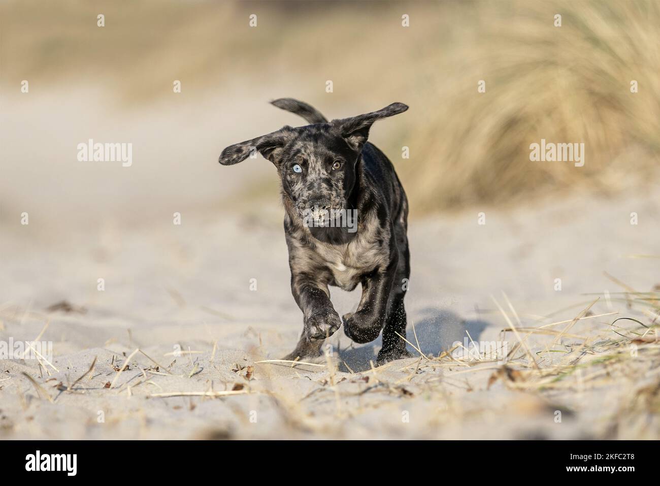 One eyed tiger hi-res stock photography and images - Alamy