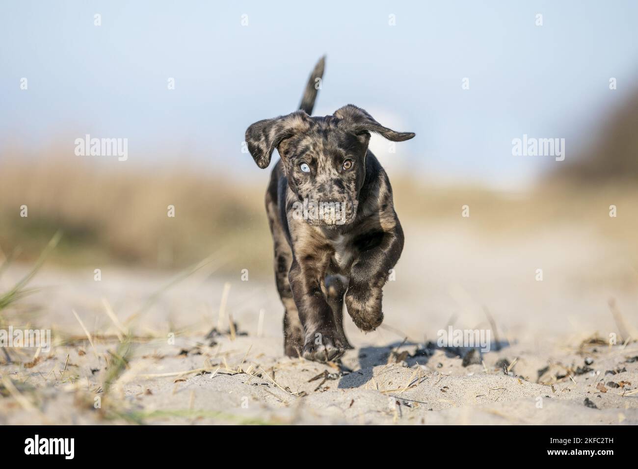 One eyed tiger hi-res stock photography and images - Alamy