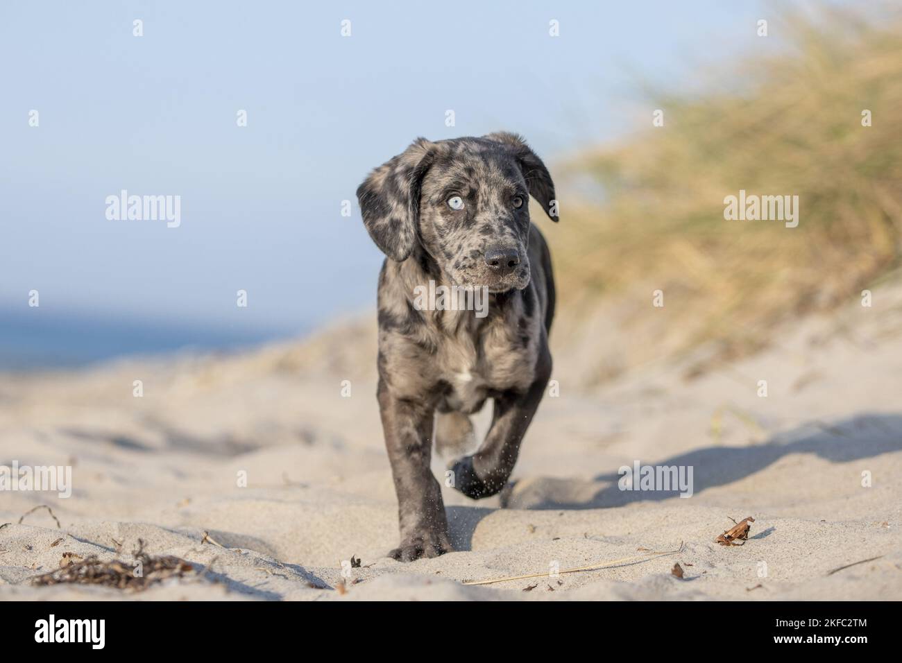 Tiger walking in sunshine hi-res stock photography and images - Alamy