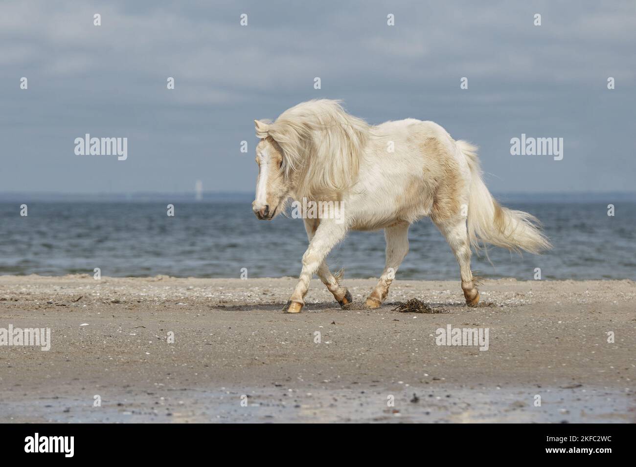 Shetland Pony at the beach Stock Photo - Alamy
