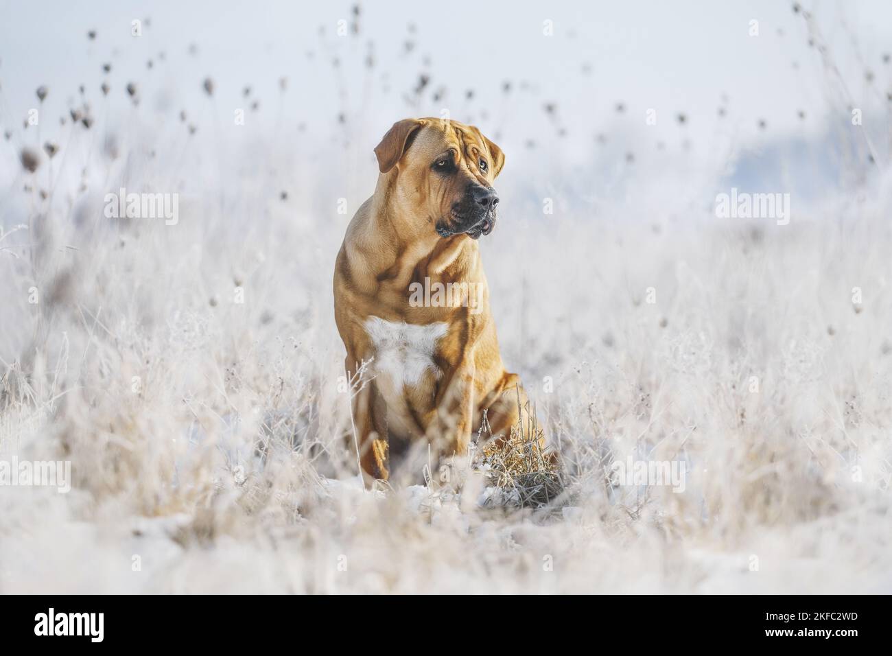 Tosa inu breed hi-res stock photography and images - Alamy