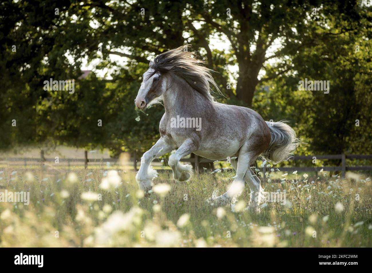 galloping Shire Horse Stock Photo - Alamy