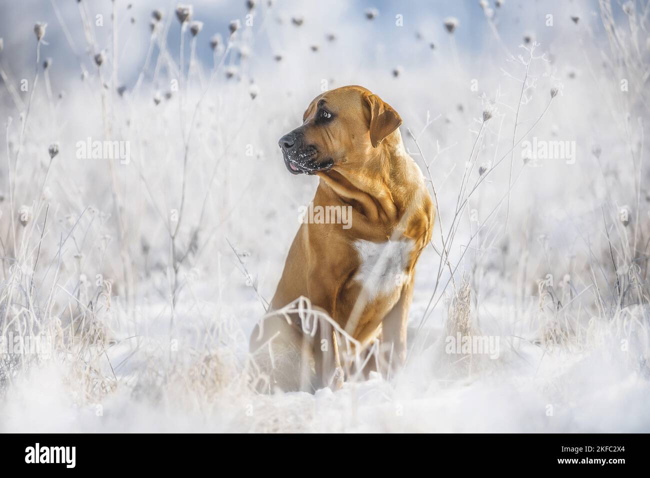 Tosa inu breed hi-res stock photography and images - Alamy