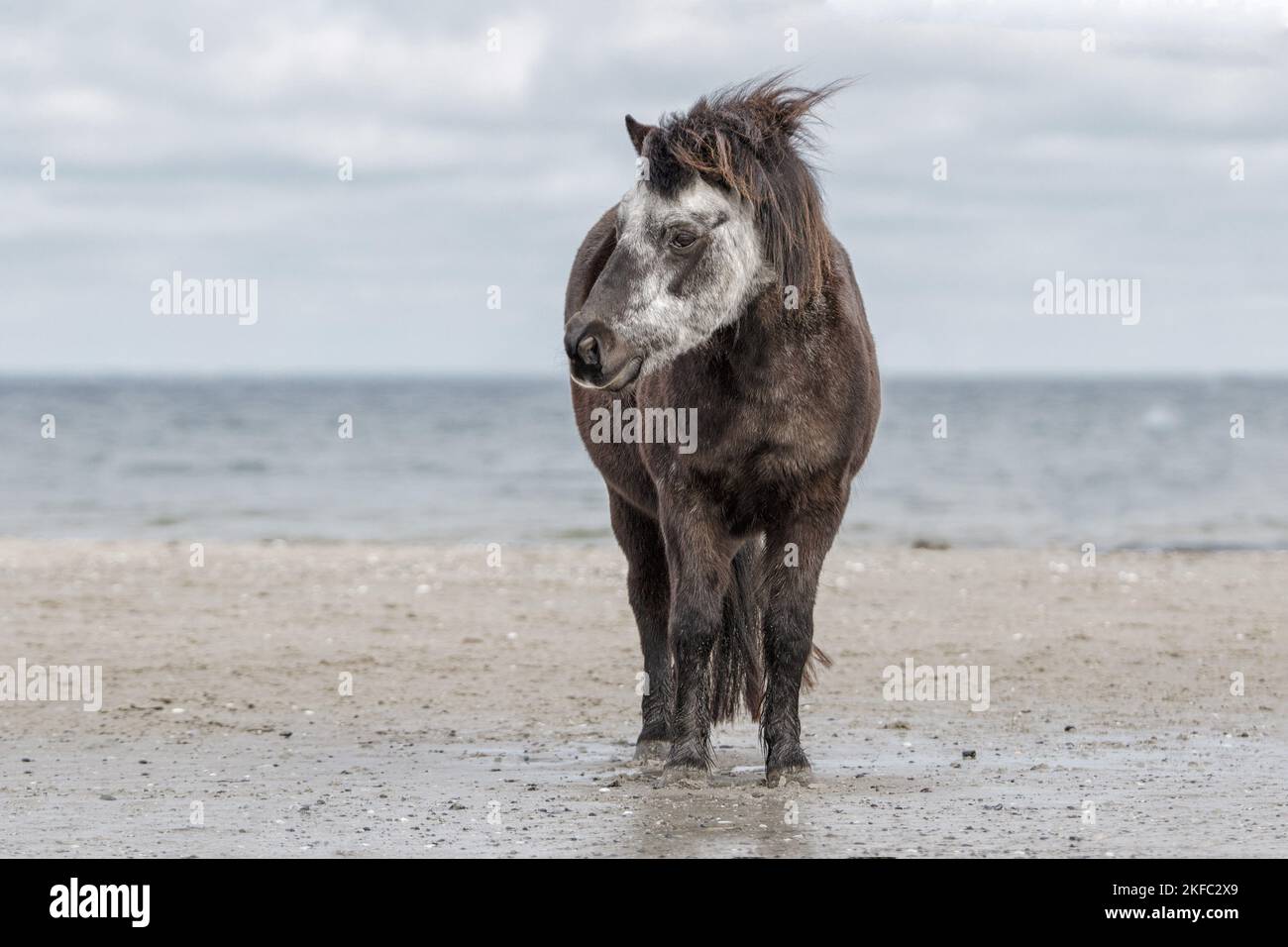 Shetland Pony at the beach Stock Photo - Alamy
