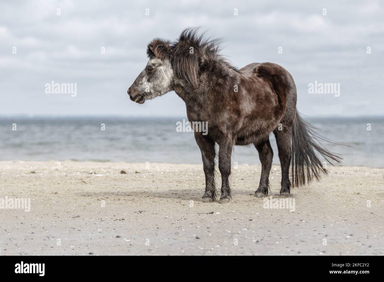 Shetland pony beach hi-res stock photography and images - Alamy