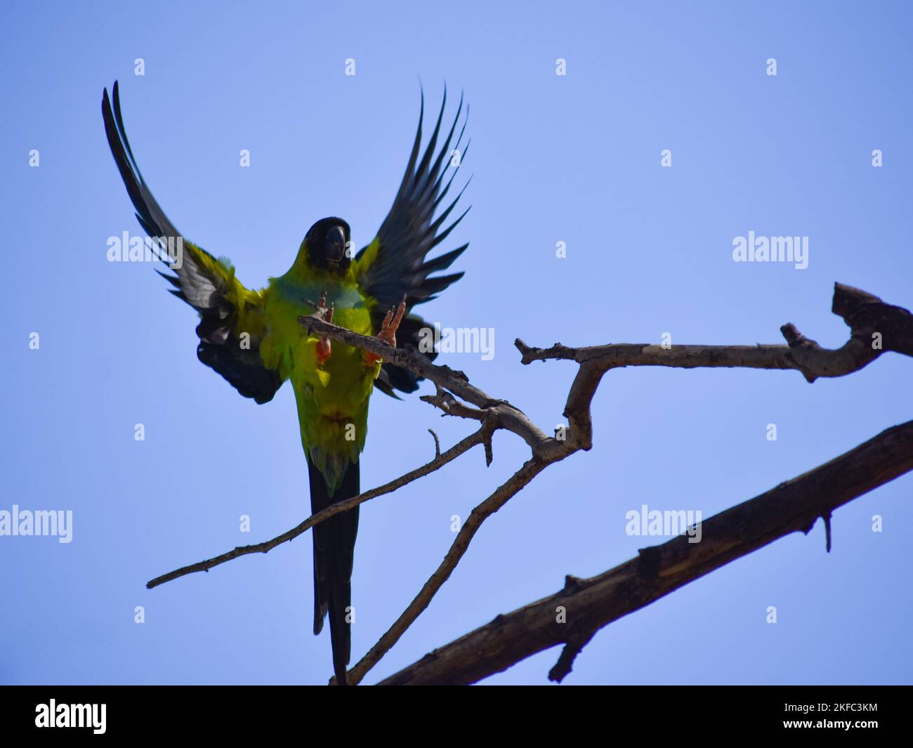 nanday parakeet (Aratinga nenday), also known as the black-hooded ...