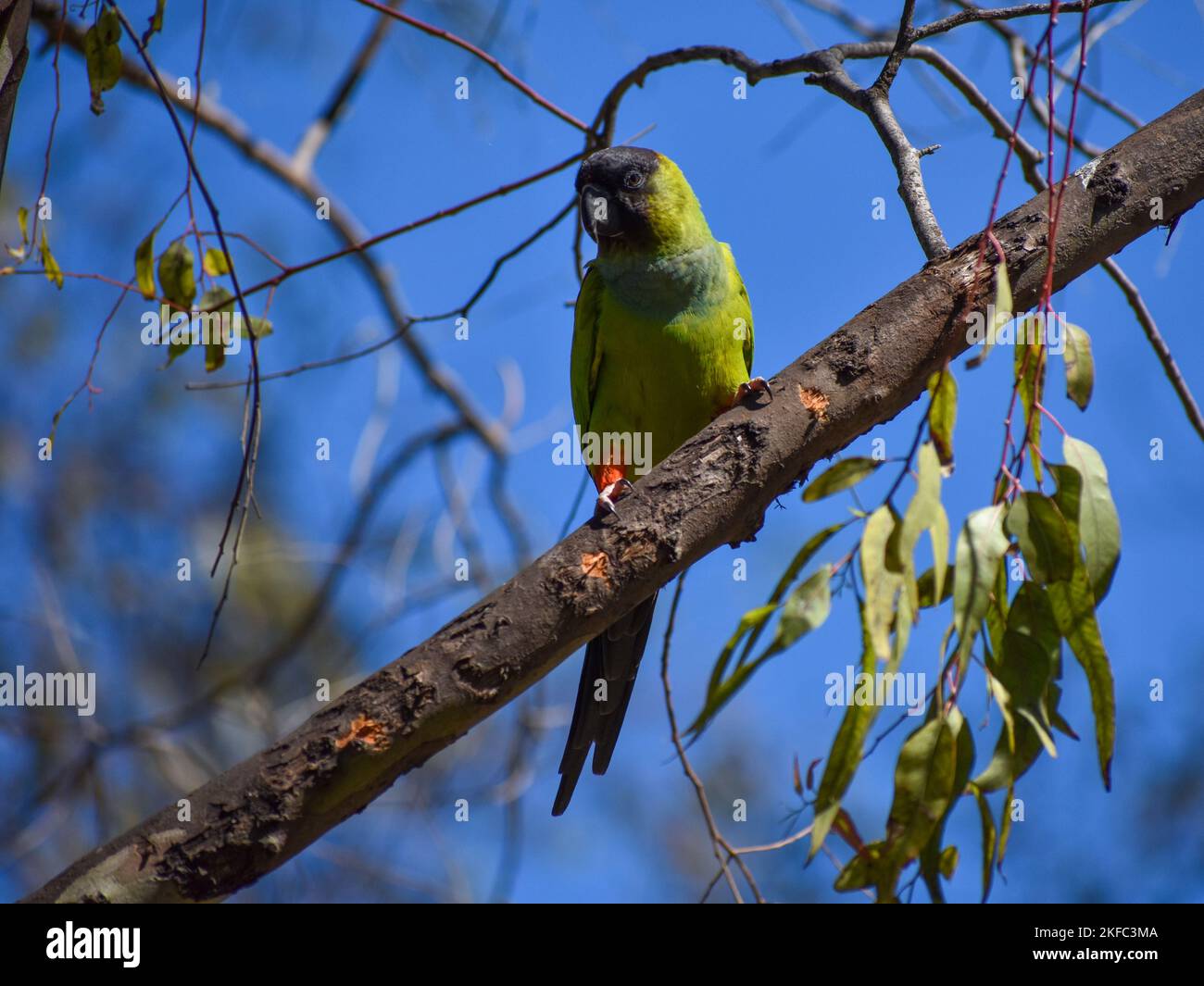 nanday parakeet (Aratinga nenday), also known as the black-hooded ...