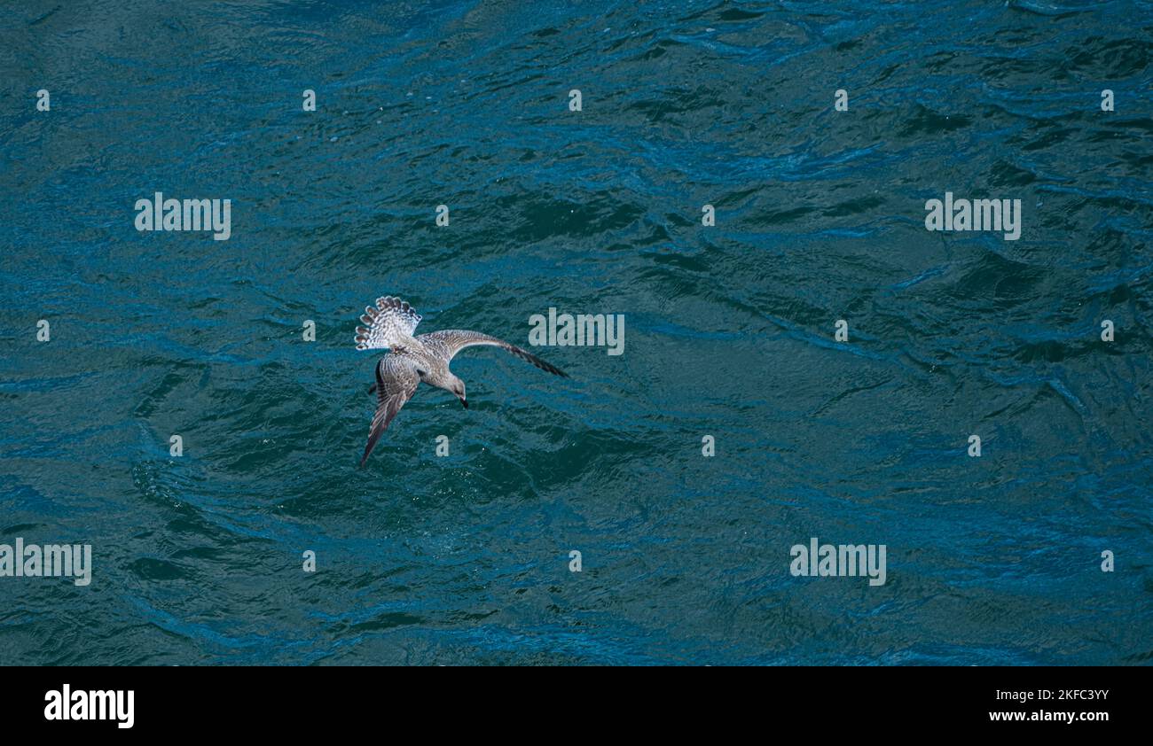 Young sea gull diving into water Stock Photo - Alamy