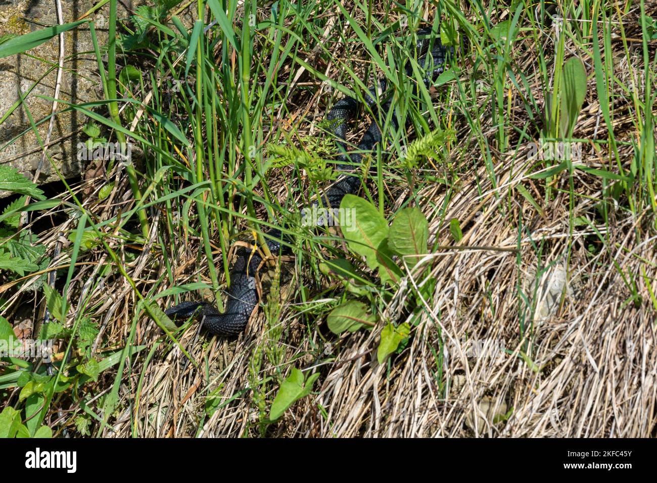 Carpathian viper hunts in disguise in the green grass. A poisonous ...